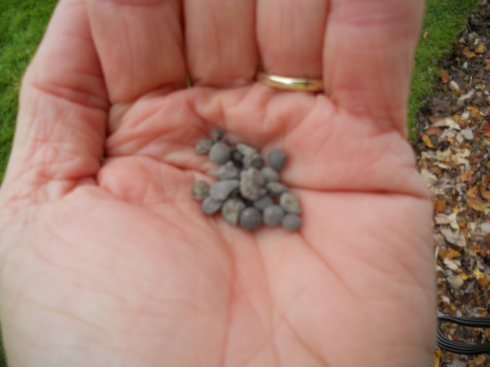 Northwest Garden Guide: Adding lime to your lawn...