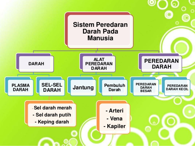 Math and Education: Sistem Peredaran Darah