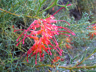 Flora Friday in Oz: The Australian Botanical Garden, Mt Annan NSW 8th ...