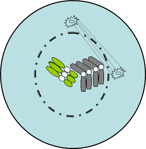 Tahap-tahap Pembelahan Sel- MITOSIS | Materi Pelajaran Biologi