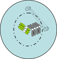 Tahap-tahap Pembelahan Sel- MITOSIS | Materi Pelajaran Biologi