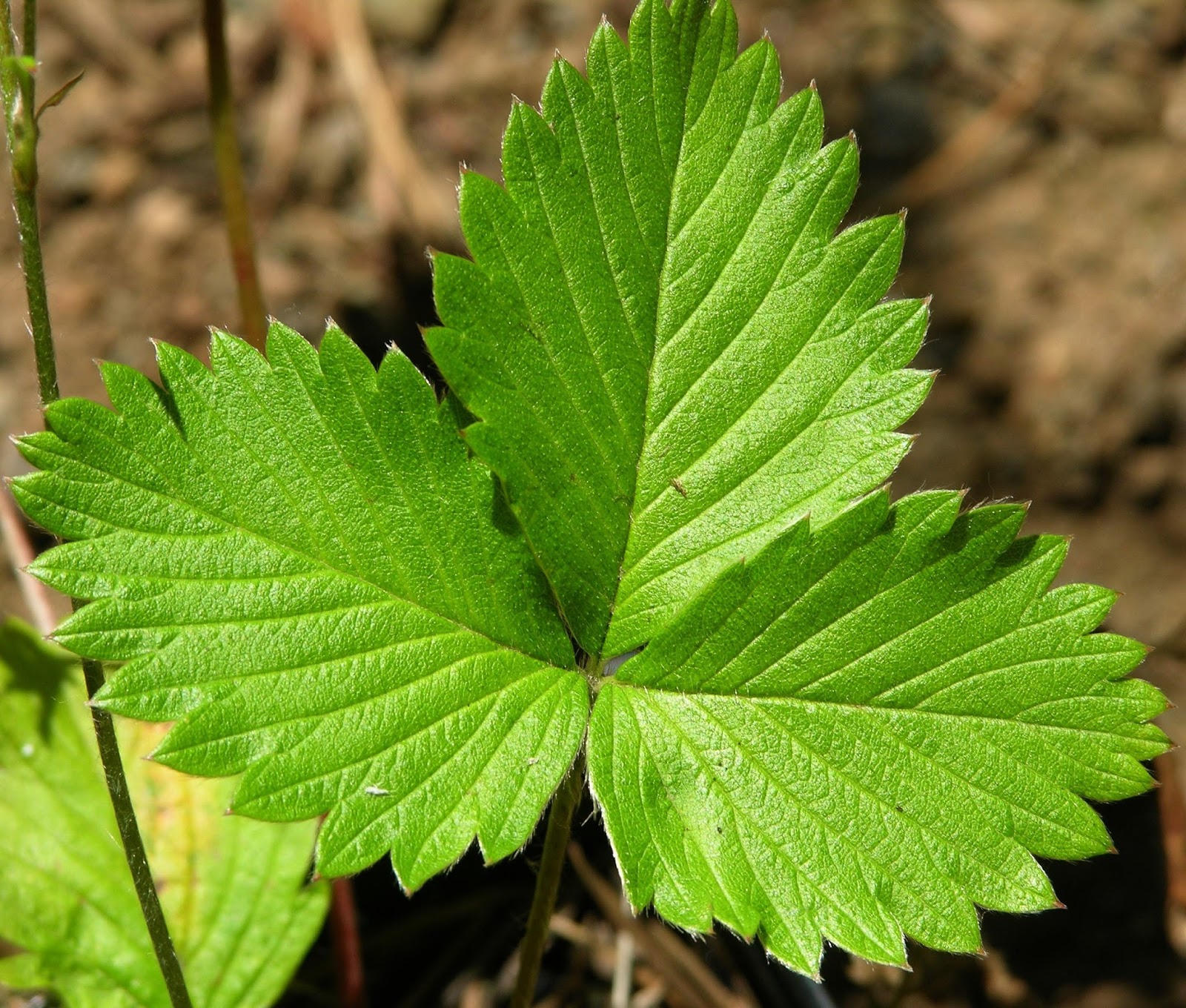 Turismo Abaurrea: La Fresa Silvestre
