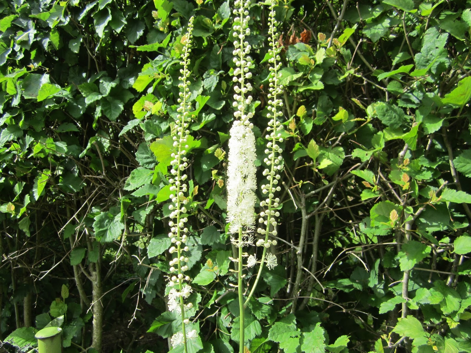 Manni tegemised: Kassisaba ja teised