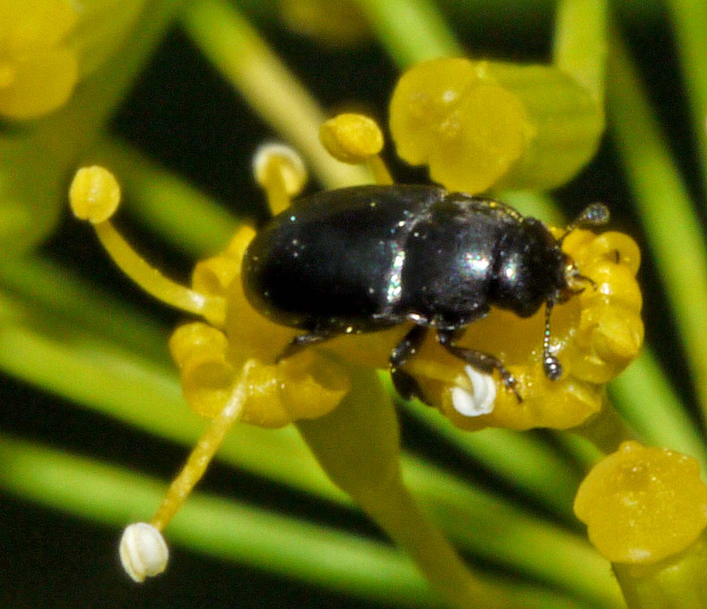CABINET OF CURIOSITIES: Pollen beetles