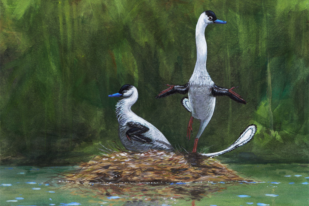 Notions Of A Most Peculiar Dinosaur Nerd: Halszkaraptor and what it ...