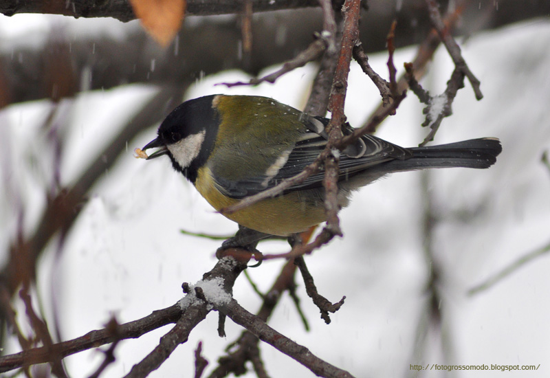 In linii mari: Pasari: Parus major (Pitigoi mare)