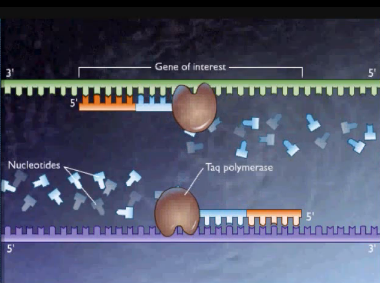 BioIrene: PCR (Reacción en Cadena de la Polimerasa)