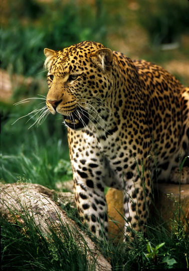 Jaguar (cat) | Facts About All