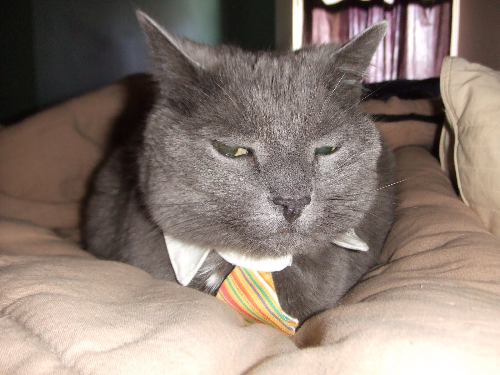 Catsparella: It's Caturday!