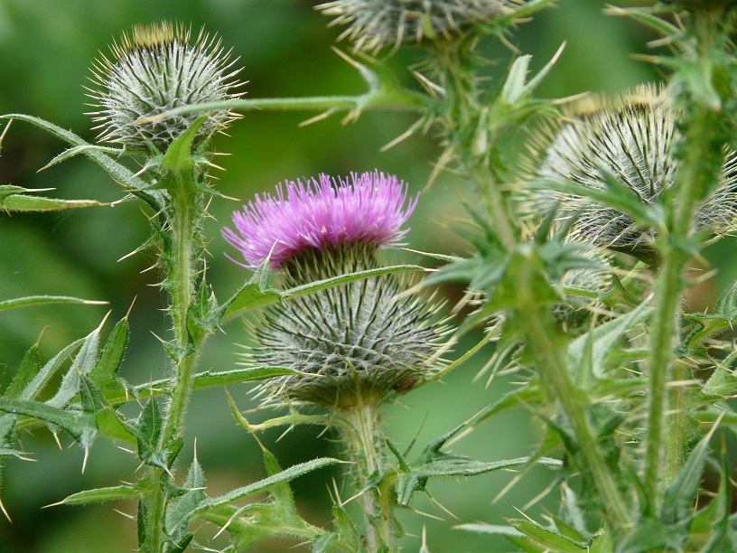 Thistledown: June 2012