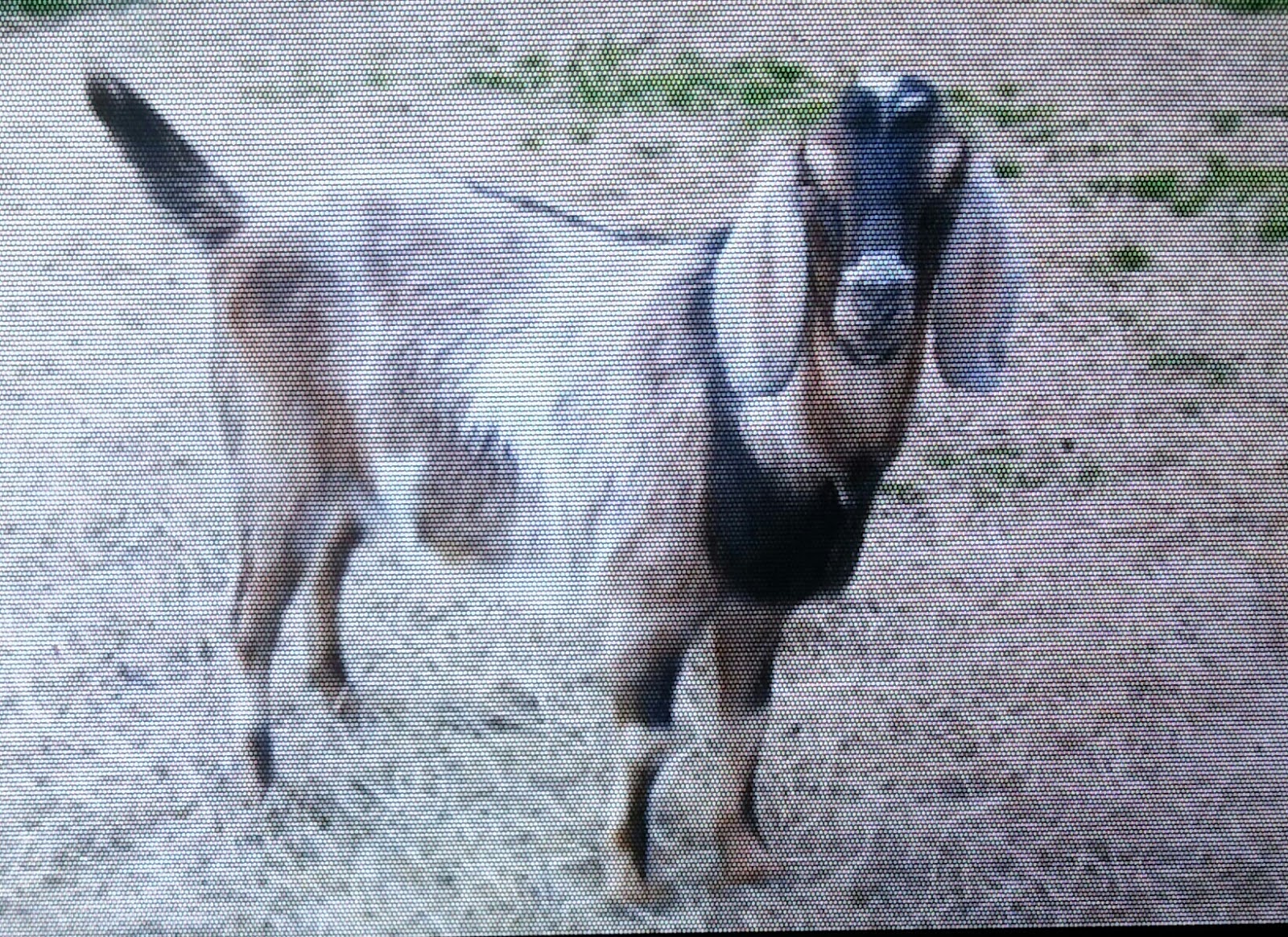 Sequoyah Gems Dairy Goats: Nubian Bucks