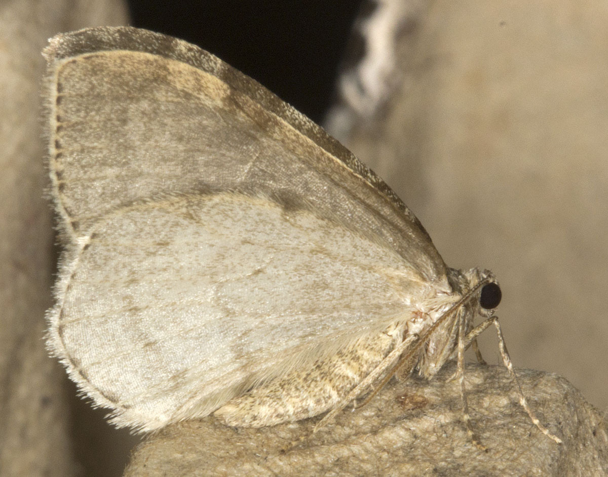 November Moth | Naturally