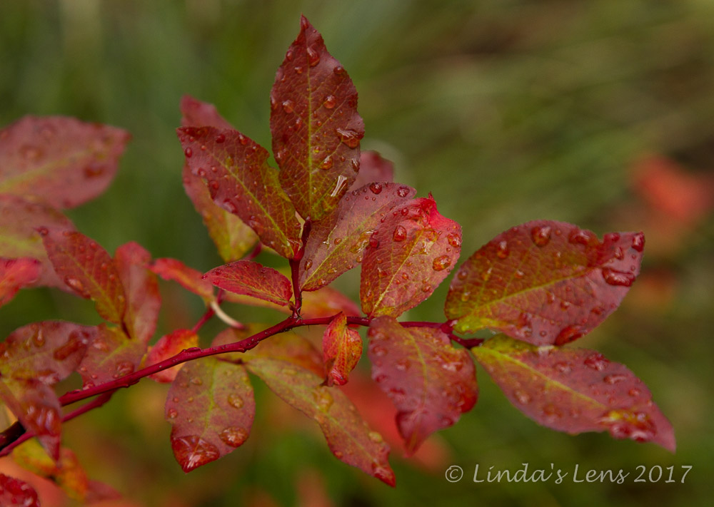 Linda's Lens: October 2017