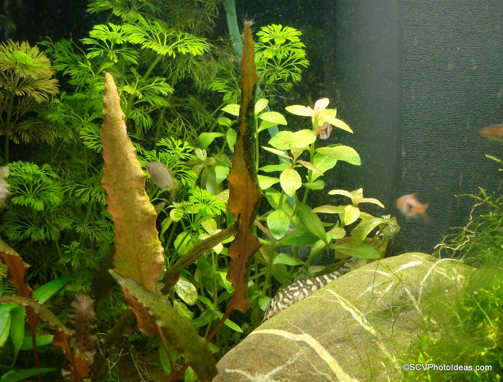 S.C.V. Aquascaping Ideas: Zebra Loach - Botia Striata and Twin Banded ...