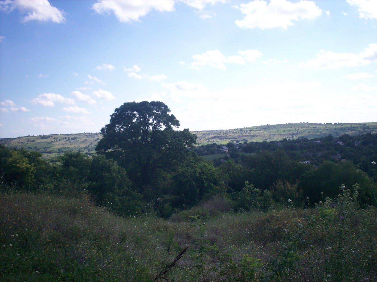 Vărzăreştii Noi: Frasin secular