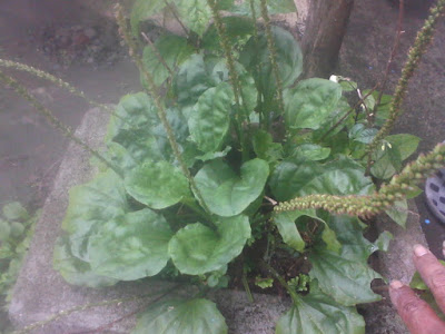 jasa service elektronic panggilan kab pati: 30 KHASIAT DAN MANFAAT DAUN ...