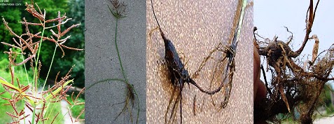 Herba & Tumbuhan: Khasiat Rumput Teki Untuk Kesihatan