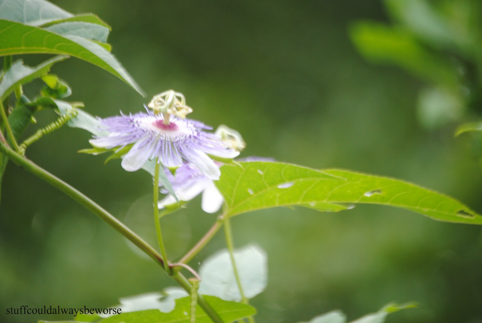 Stuff could always be worse: My Maypop Surprise