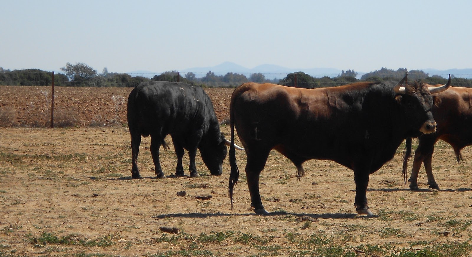 ambitotoros: LA CAMARA DE JAVIER SALAMANCA, DE TENTADERO EN LA ...