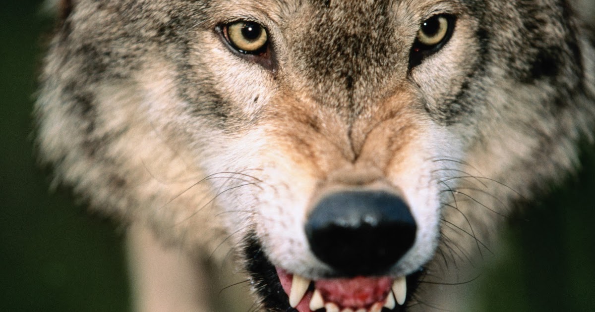 White Wolf : Fearless Wolf Pack Prompts New Wildlife Tracking Program ...