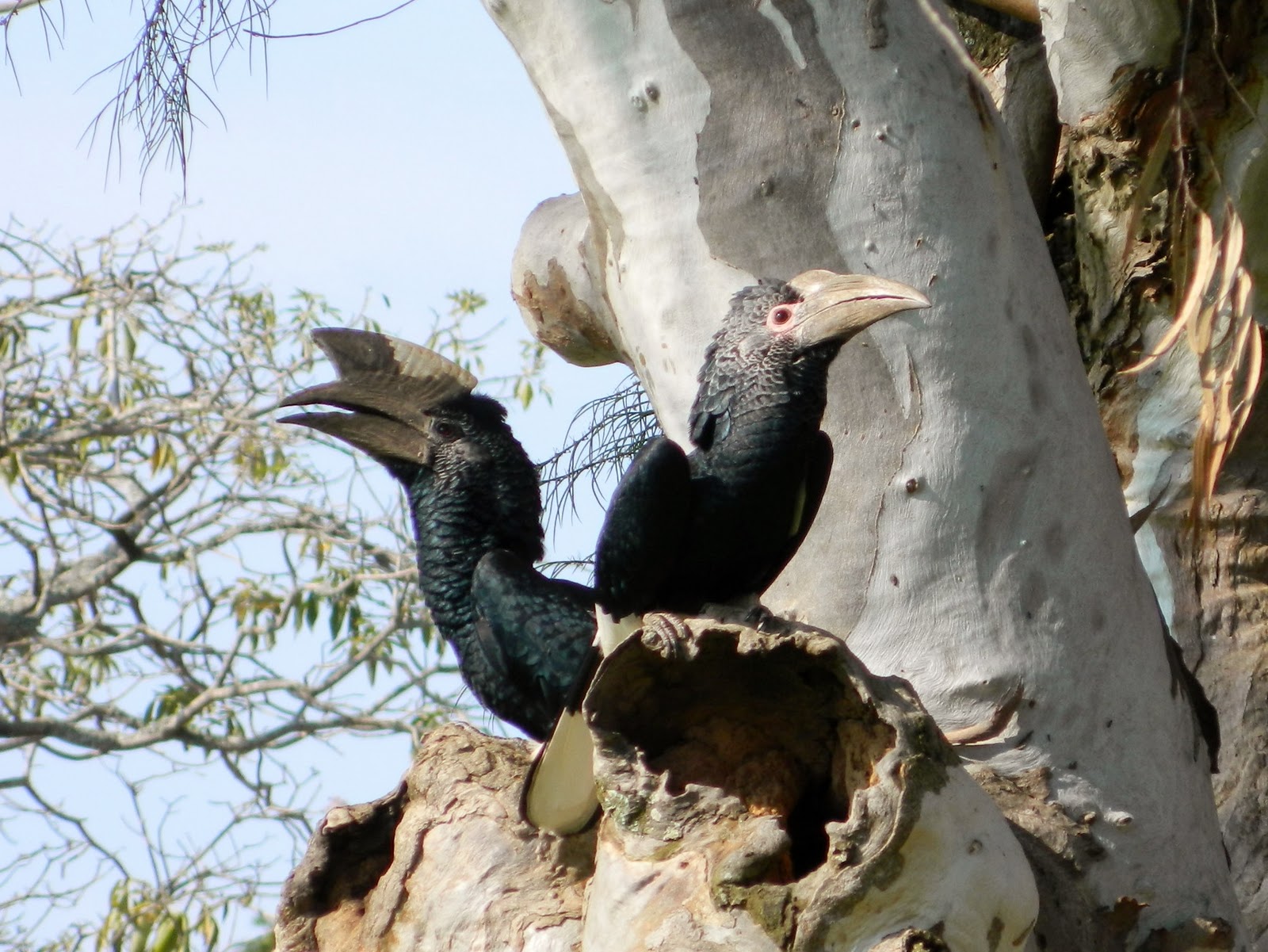 Earth on the Wing: Boy, you're lookin' fine! Sexual dimorphism in birds
