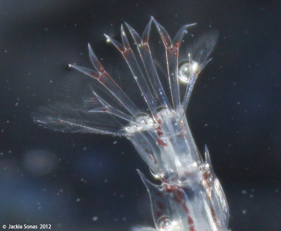 The Natural History of Bodega Head: Otherworldly