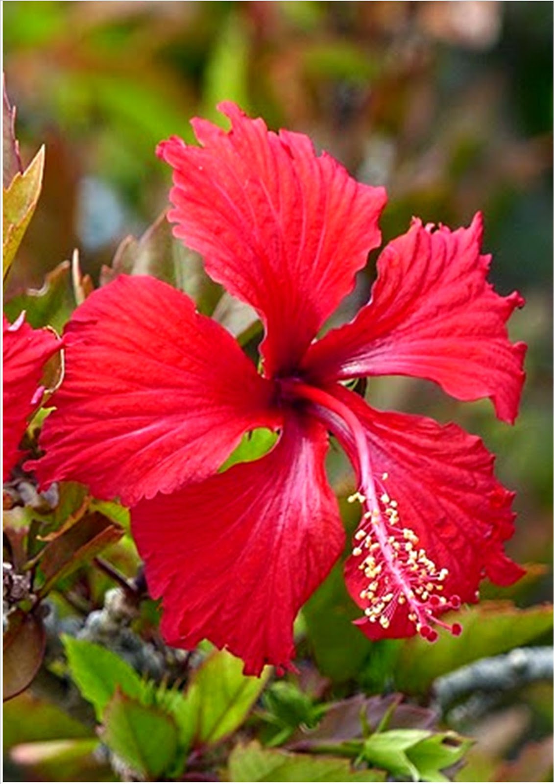 Gambar Aneka Bunga dan Keterangannya