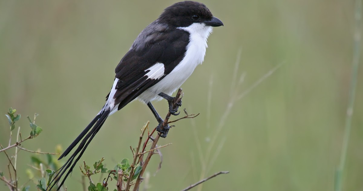 Cendet Collaris ~ Kedai Kicau - Jack Bird Shop