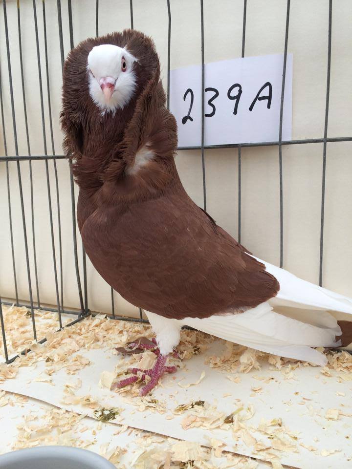 World of Pigeons and Doves: Old Dutch Capuchine ( Altholländischer ...