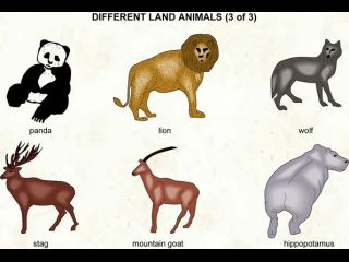 English resources for primary students: Animals