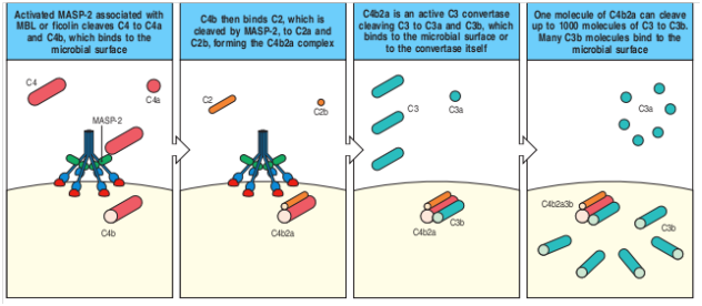 Alarminas: Respuesta inmune innata, respuesta inmune adaptativa y ...