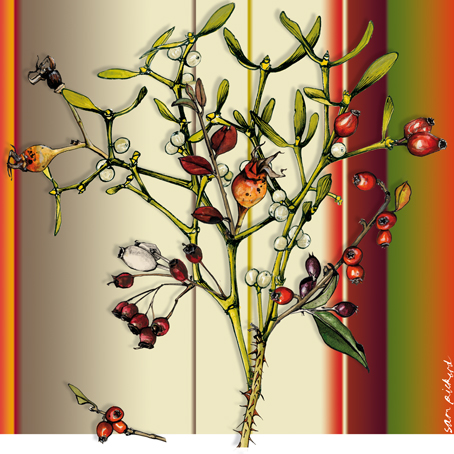 Planet Sam: Colours of the month - December