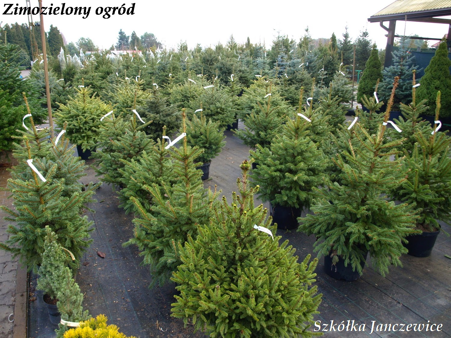 Zimozielony ogród: Choinka