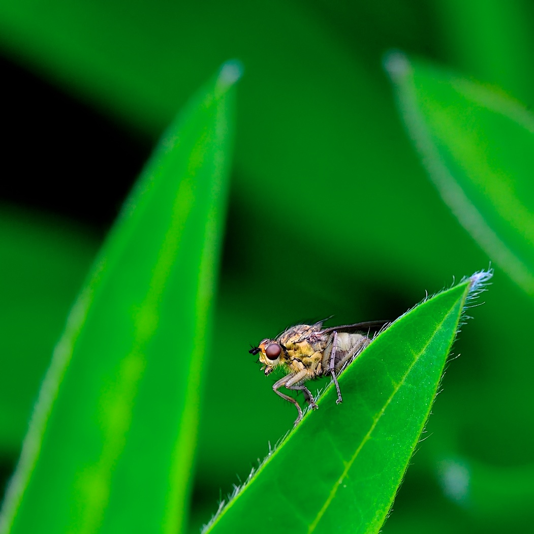 Knuts tips om makrofotografering: Enda en flue