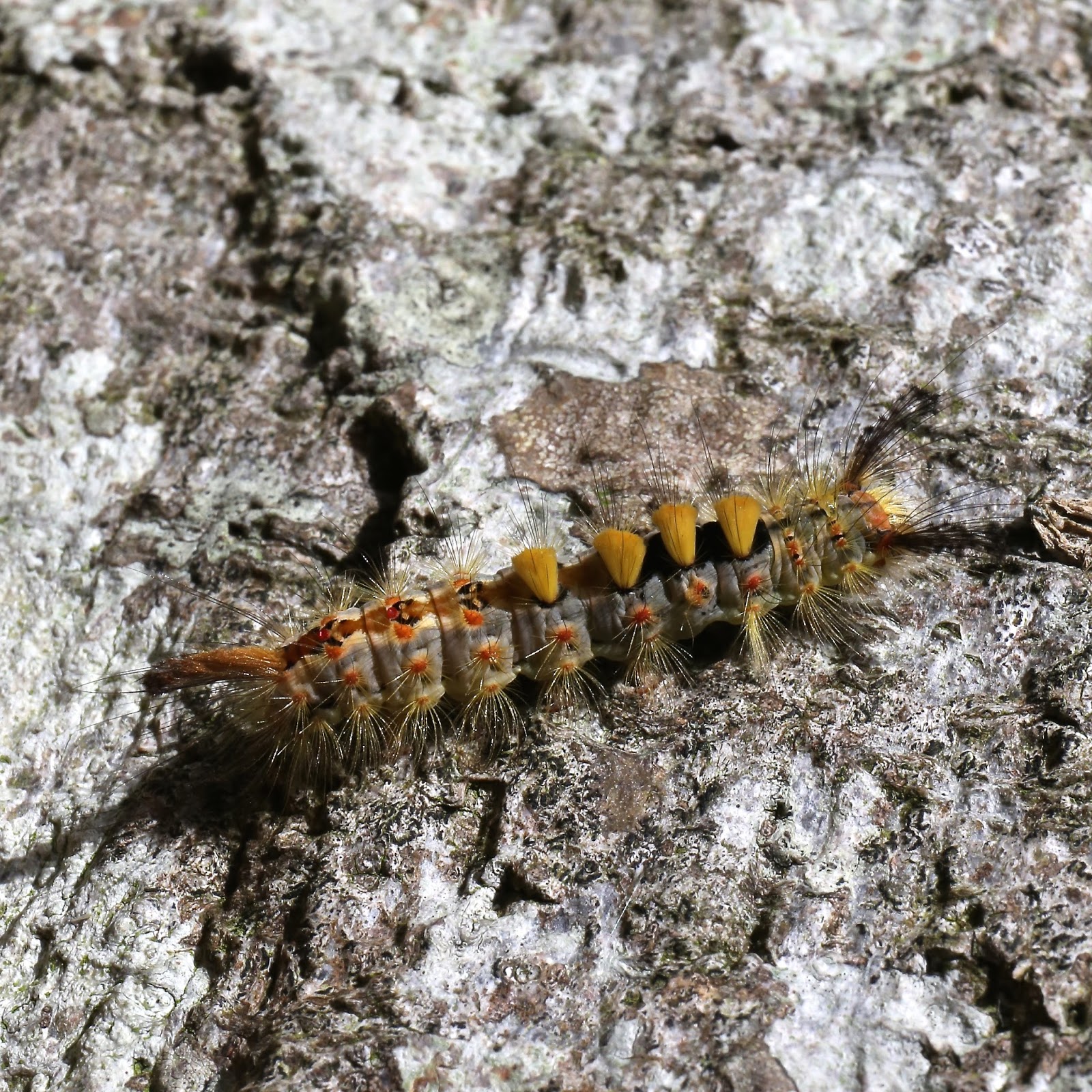 TrogTrogBlog: Rusty tussock moth caterpillar