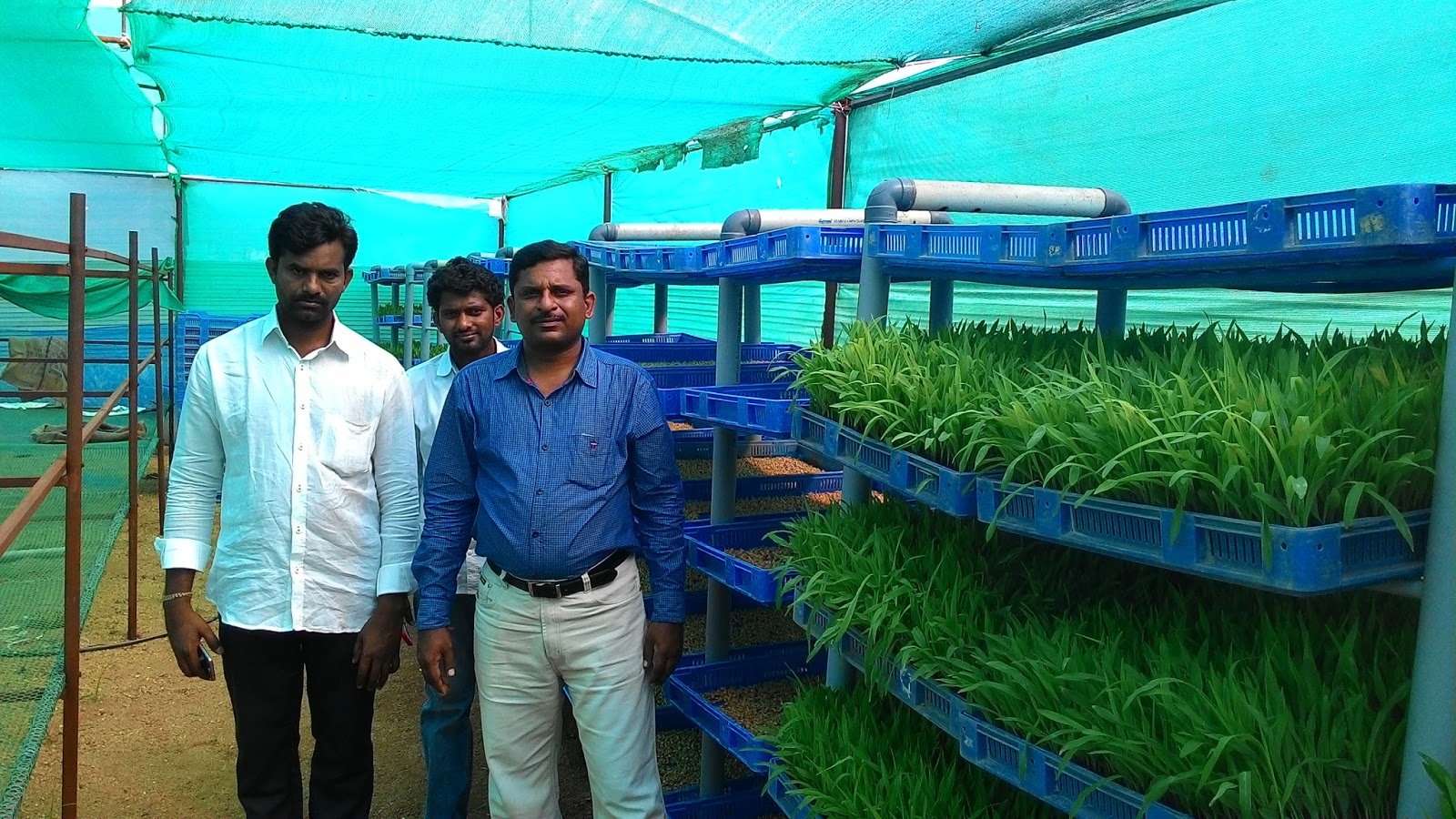 Low cost hydroponic fodder production for sustainable dairy farming
