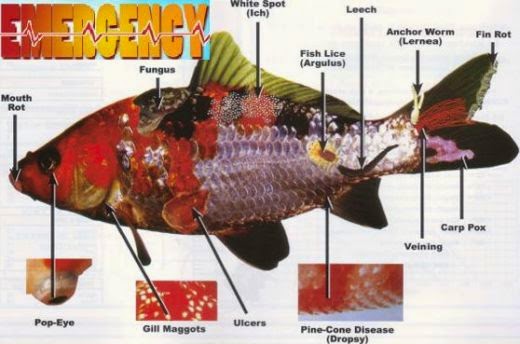 Koi Fish: Overcoming Koi Fish Disease