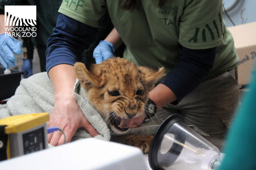 Lion cubs are healthy, playful and a bit of a handful