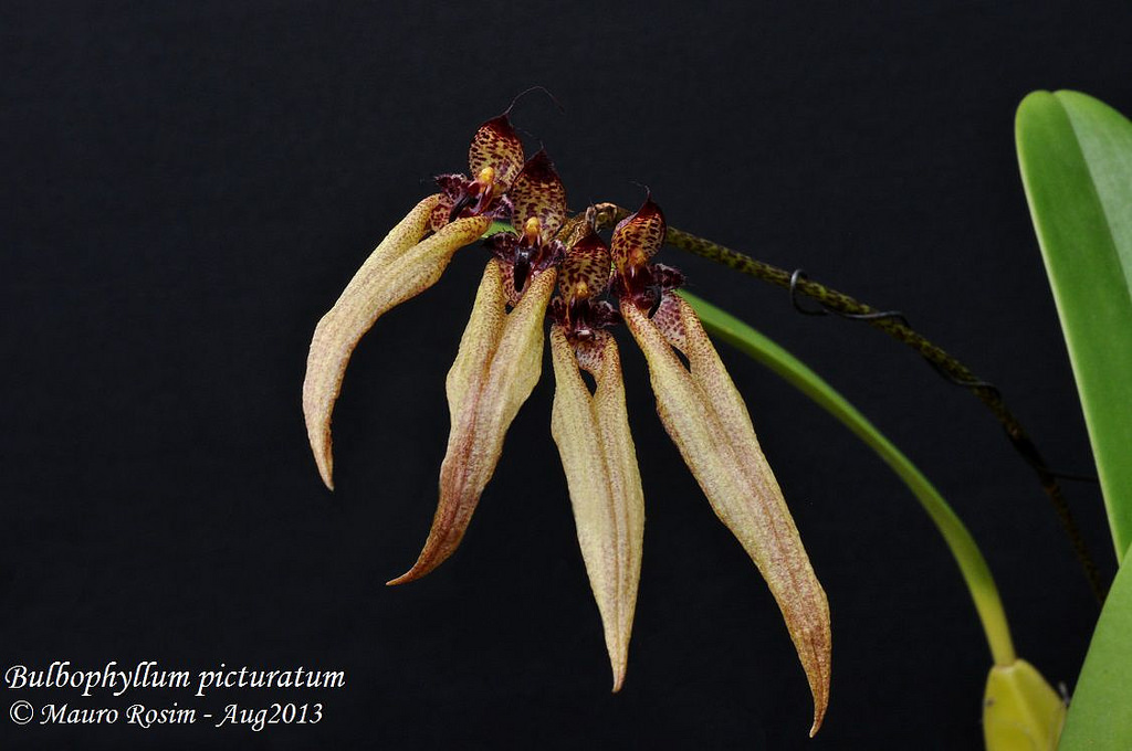Bulbophyllum picturatum care and culture | Travaldo's blog