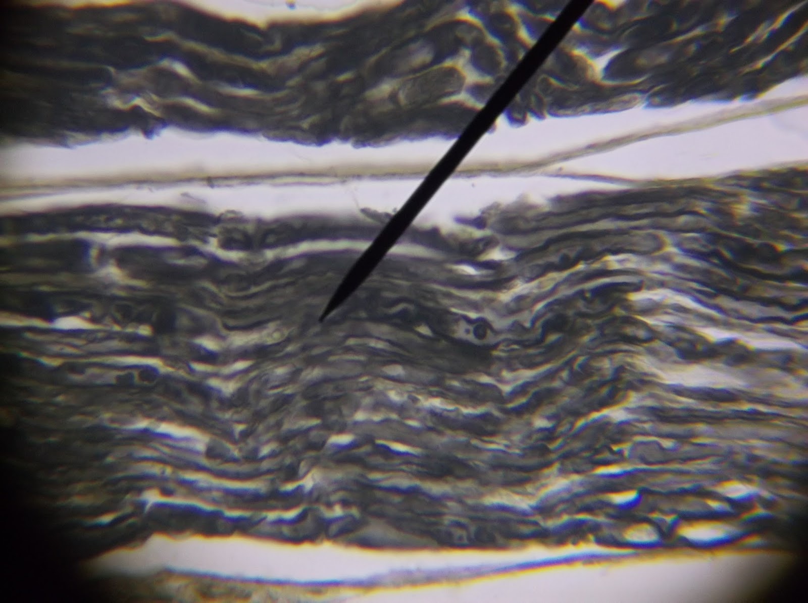 Club SVT Camille Guérin poitiers: COMMUNICATION NERVEUSE TP 2