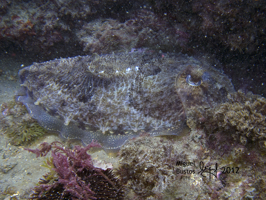 Naturaleza y Fotografía en Motril: Jibia (Sepia officinalis)