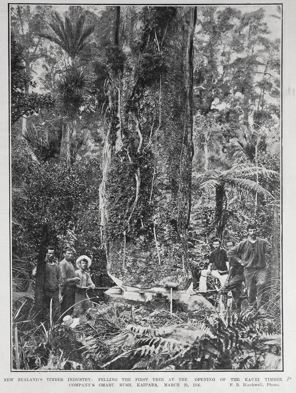 Waipoua Forest and the iconic Tane Mahuta