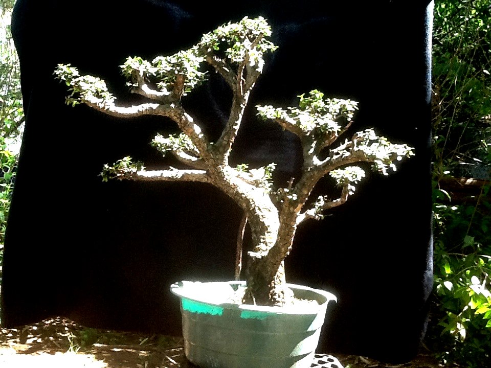 LENNARD'S BONSAI BEGINNINGS.: Olea europaea spp. africana(Olienhout ...