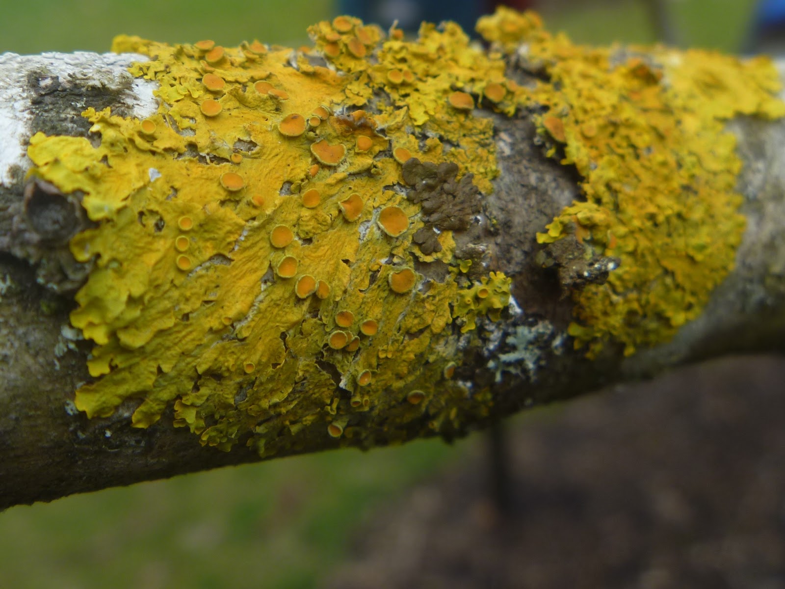 Crafty Green Poet: Liking the Lichens! The Lichen Safari at Edinburgh ...