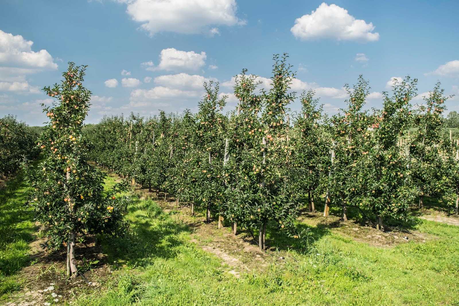 W-wa Jeziorki: A tale of two orchards