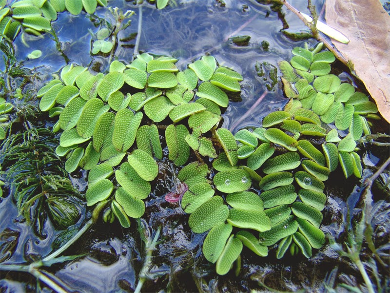 Plants in danger: Rare water plants