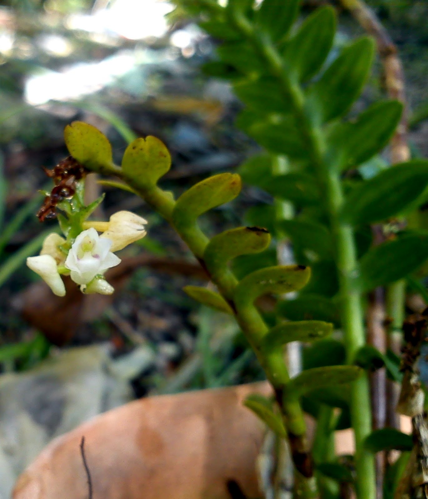 MillFa Wild Orchid: Appendicula cornuta