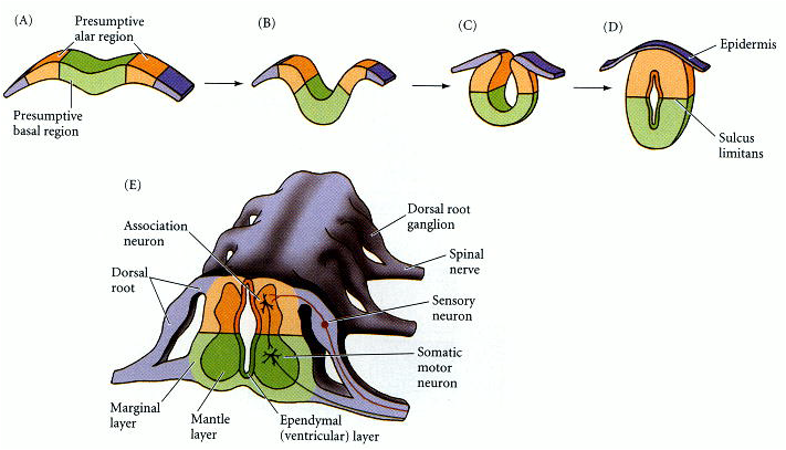 DIFFERENTIATION OF NEURAL TUBE - Chempapy