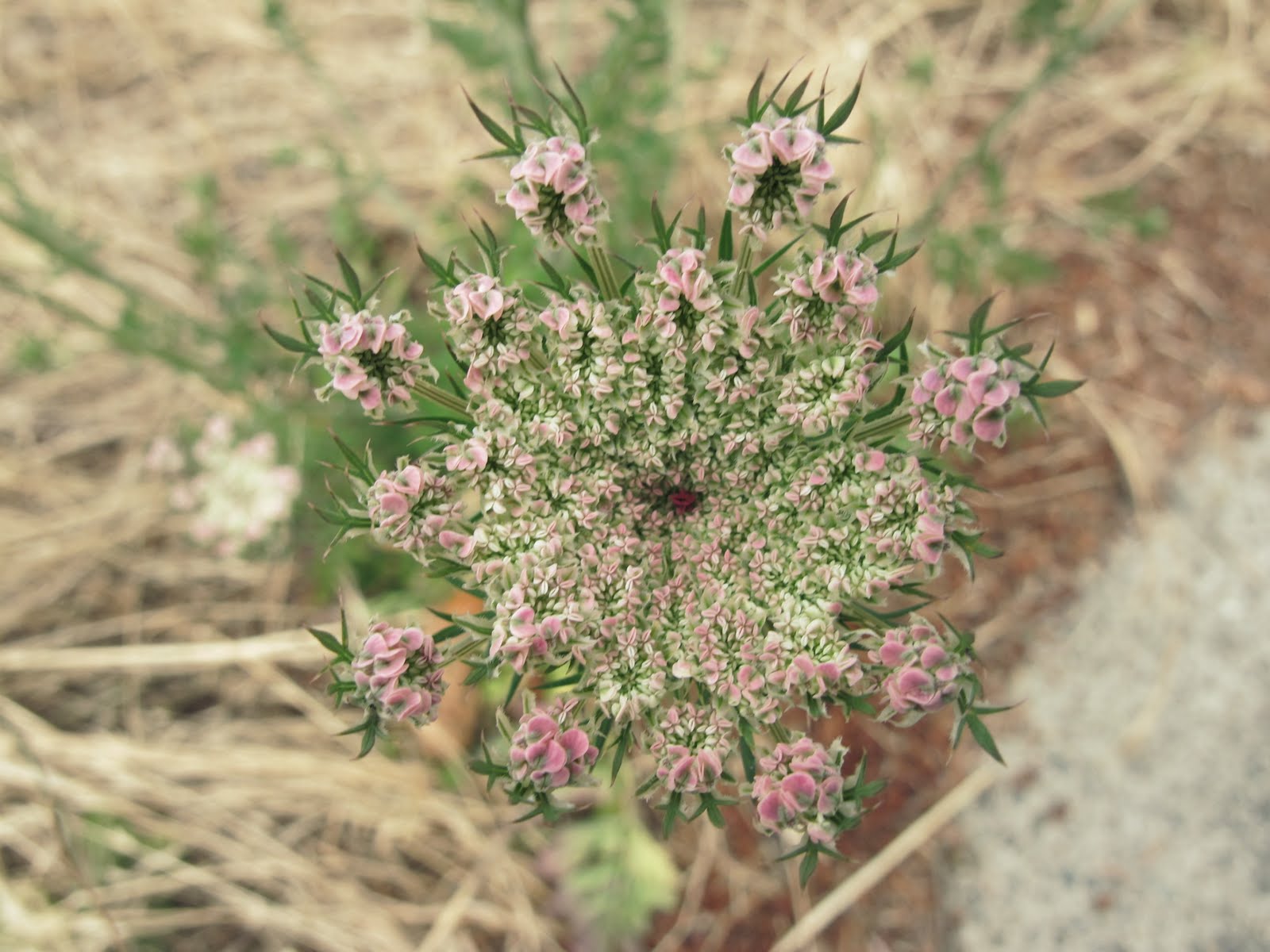 four-eyes rella: diptych: yard plants