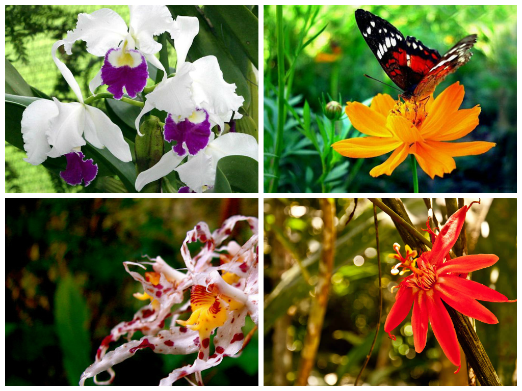 Conoce las Regiones de Colombia: Región Amazónica